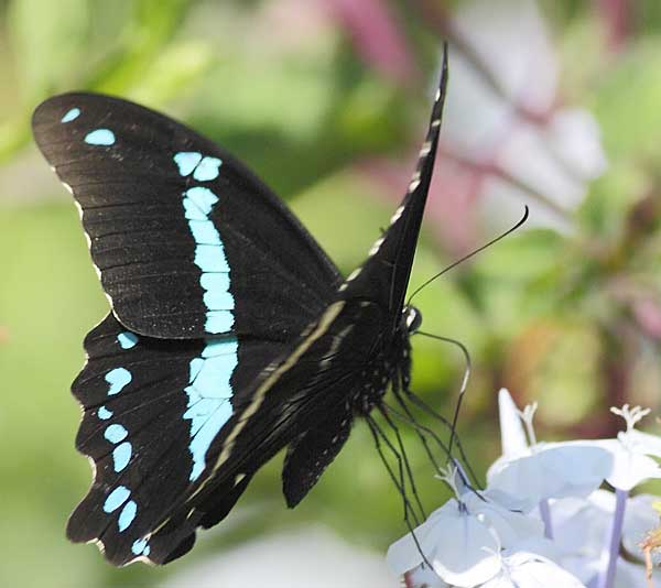 Whirlwind gardens: BUTTERFLY GARDENS